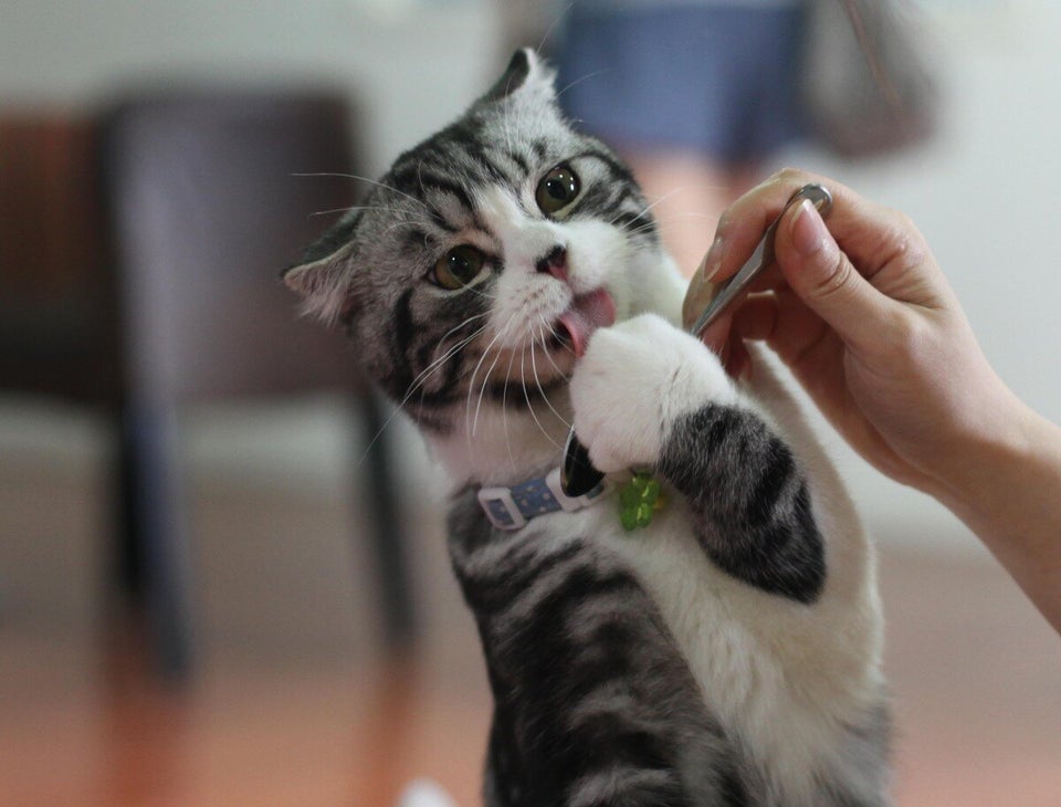 Cat Bar Opens In Shanghai, China (PICTURES) | HuffPost UK Comedy