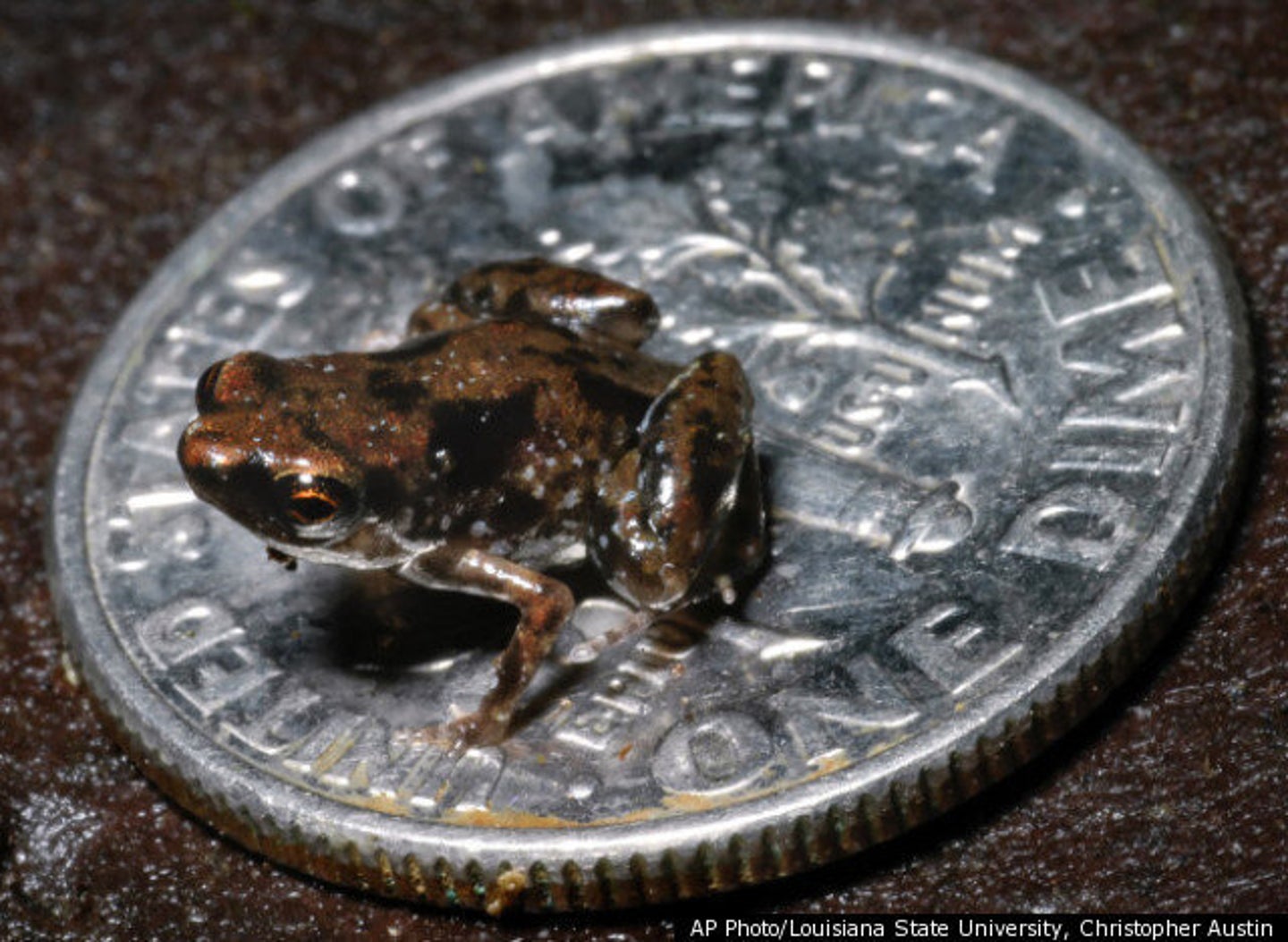 Discover The World's Smallest Frog - All 7mm Of Him (Pictures/Video ...