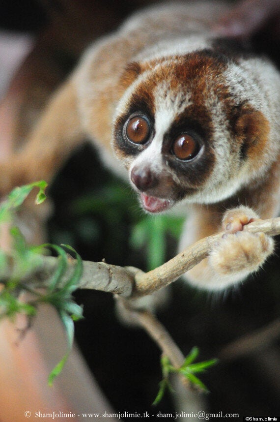 Help to Save the World's Only Poisonous Primate | HuffPost UK