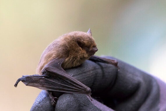 The Slow Extinction Of Bats From The United Kingdom | HuffPost UK