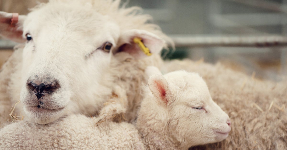 Why Every Day Needs To Be World Animal Day | HuffPost UK News