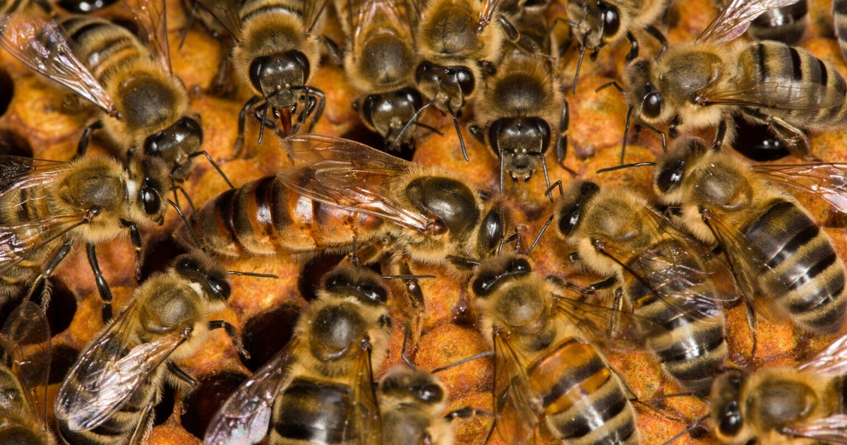The Steady Extinction Of The Bee | HuffPost UK Tech