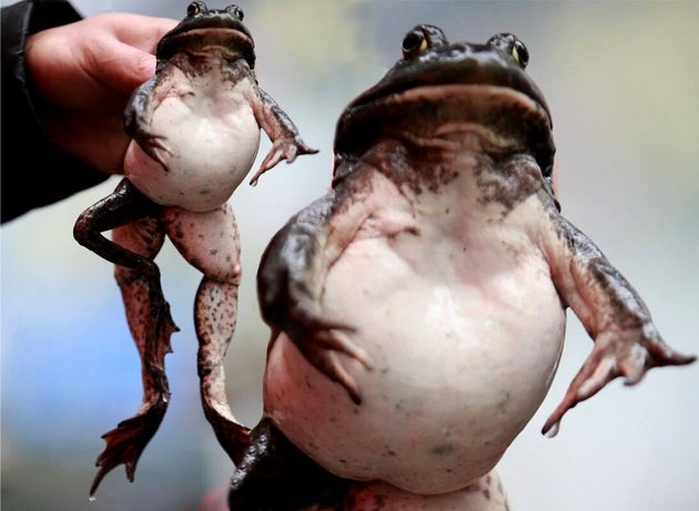 Five Legged Frog: Weird Amphibian Saved From Cooking Pot In China ...