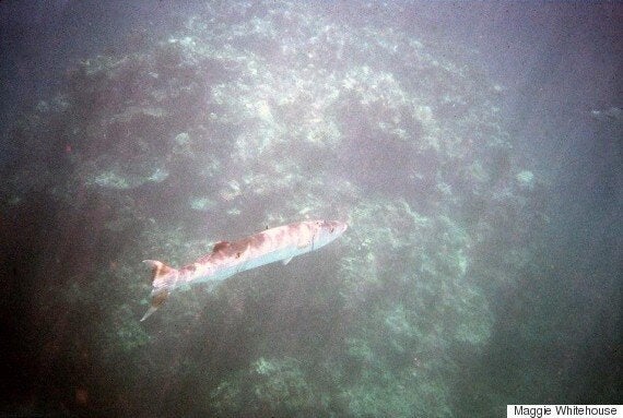 It Took A Barracuda Attack To Make Me Realise I Wanted To Live ...