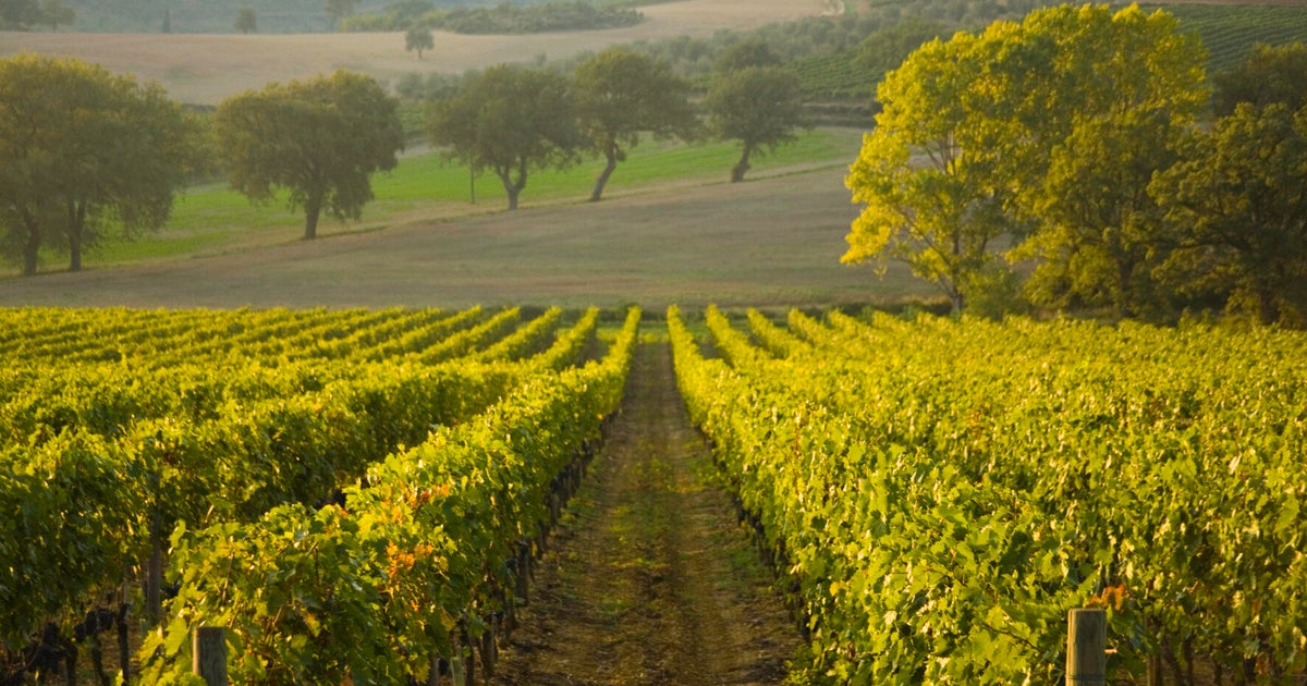 How To Run A Successful Winery: Meeting Barbara Banke From Jackson ...