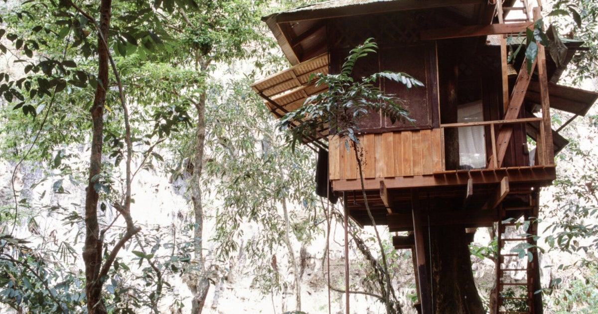 Box Trees | HuffPost UK Life