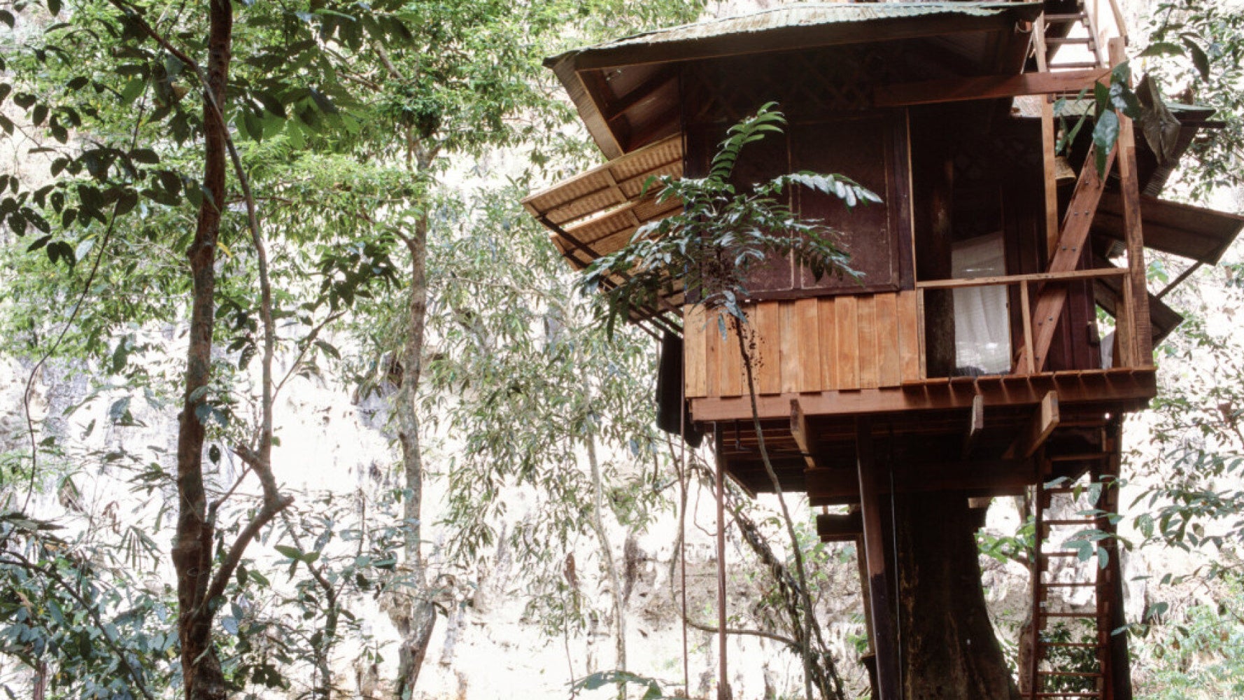 Box Trees | HuffPost UK Life