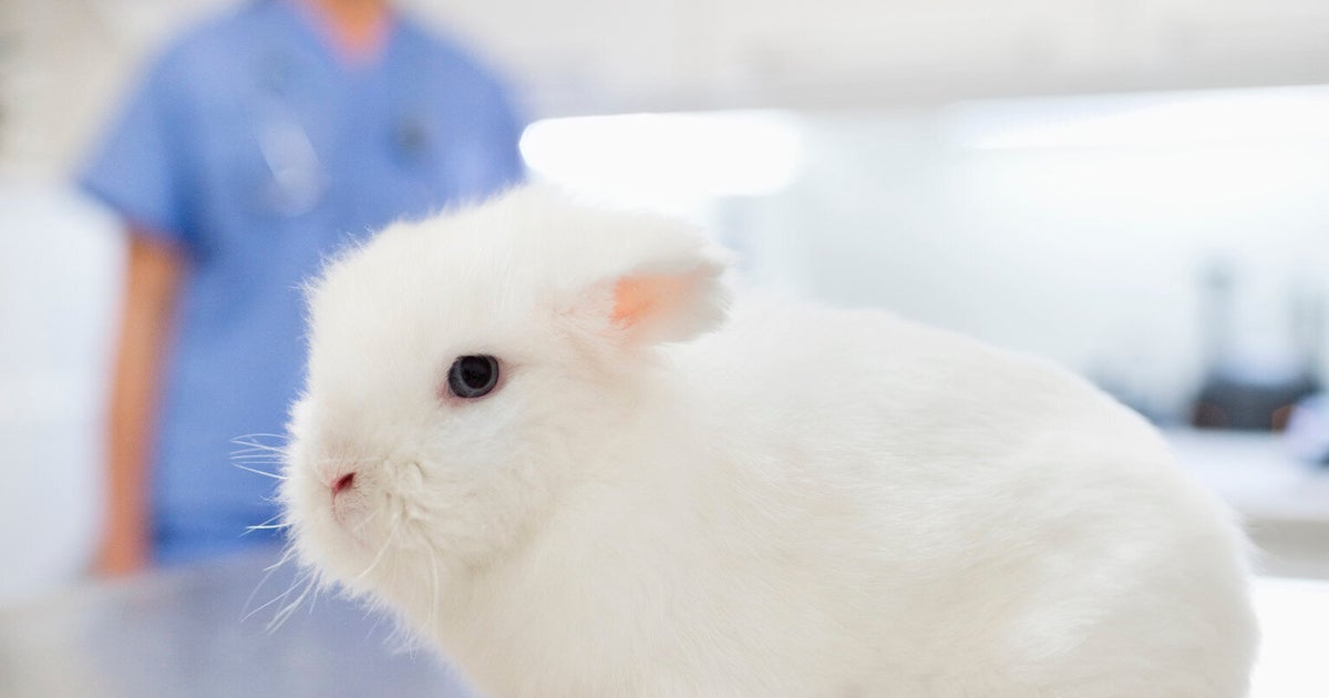 RVHD2: The UK's Newest Fatal Rabbit Disease | HuffPost UK News