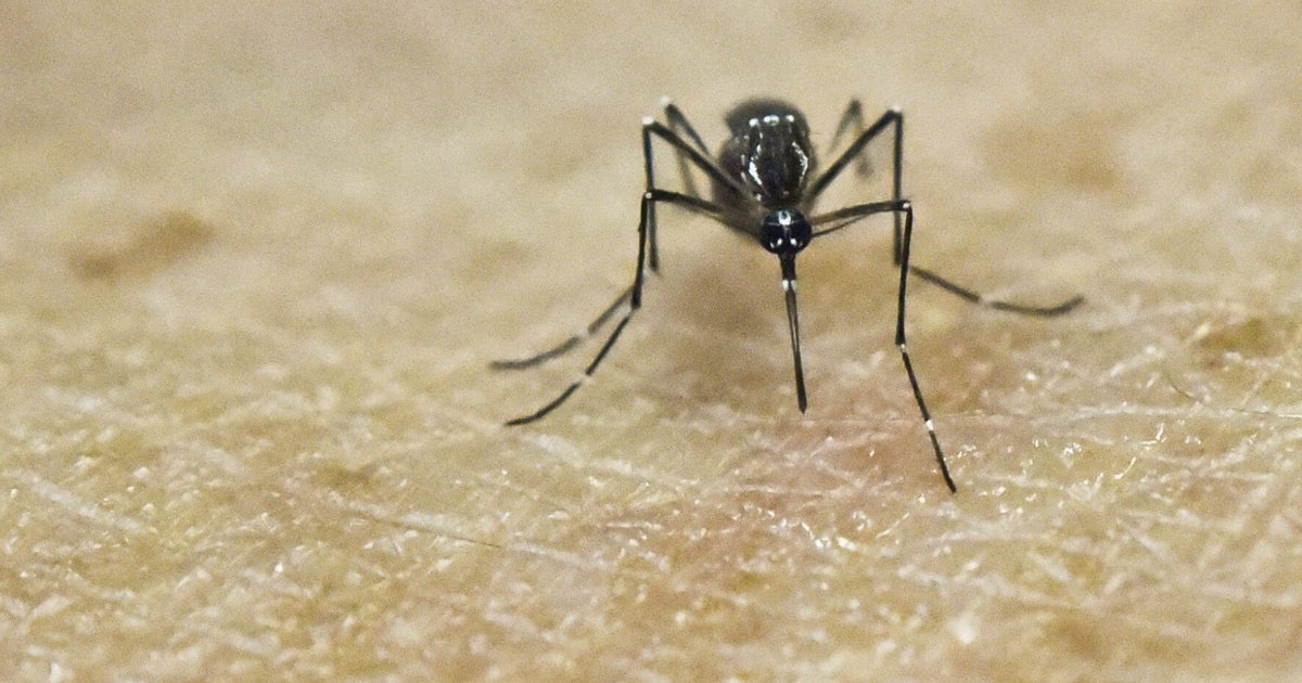 Dengue: Five Facts You Should Know | HuffPost UK News