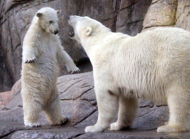Polar Bear Mother And Cub Hug After Row Pictures Huffpost Uk