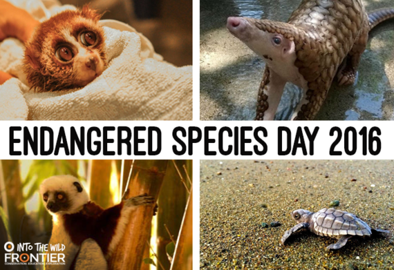 Struggling Animals - Endangered Species Day 2016 | HuffPost UK