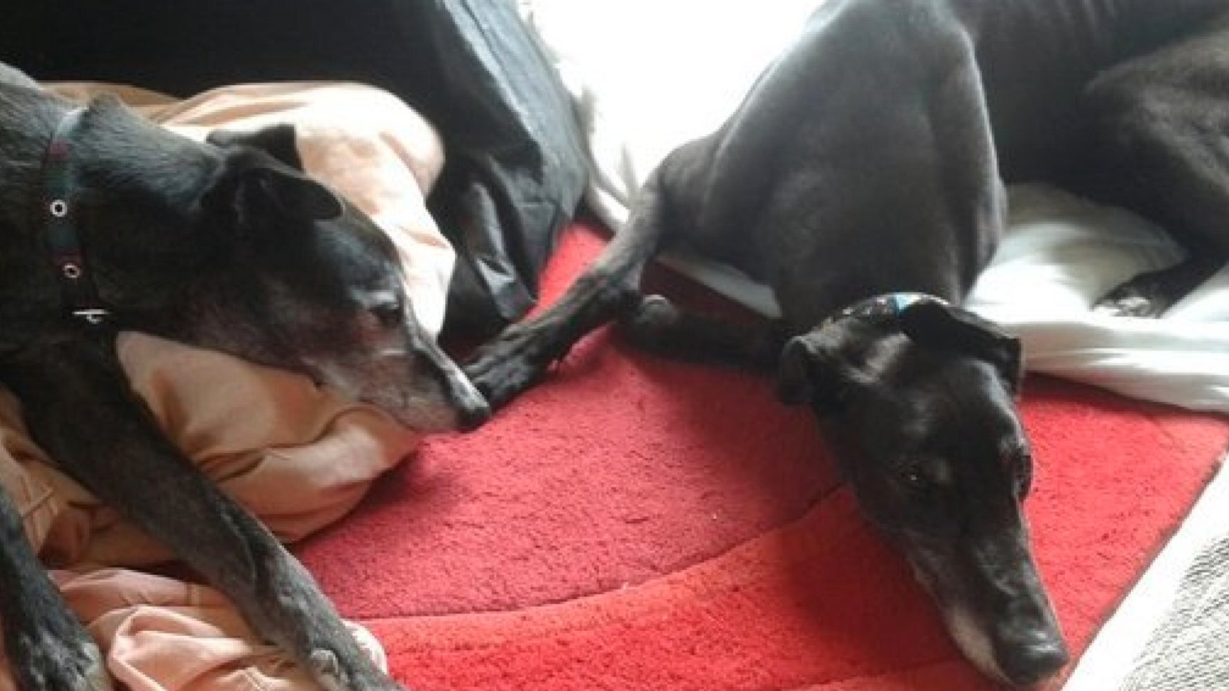 Do Greyhounds Have Health Problems