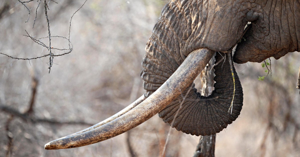 How Technology Can Support Wildlife Conservation and Help Protect the ...