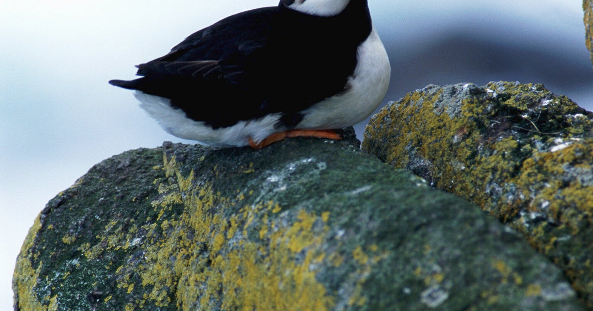 Look Out for These THREE Birds on 'Springwatch' This Month | HuffPost ...