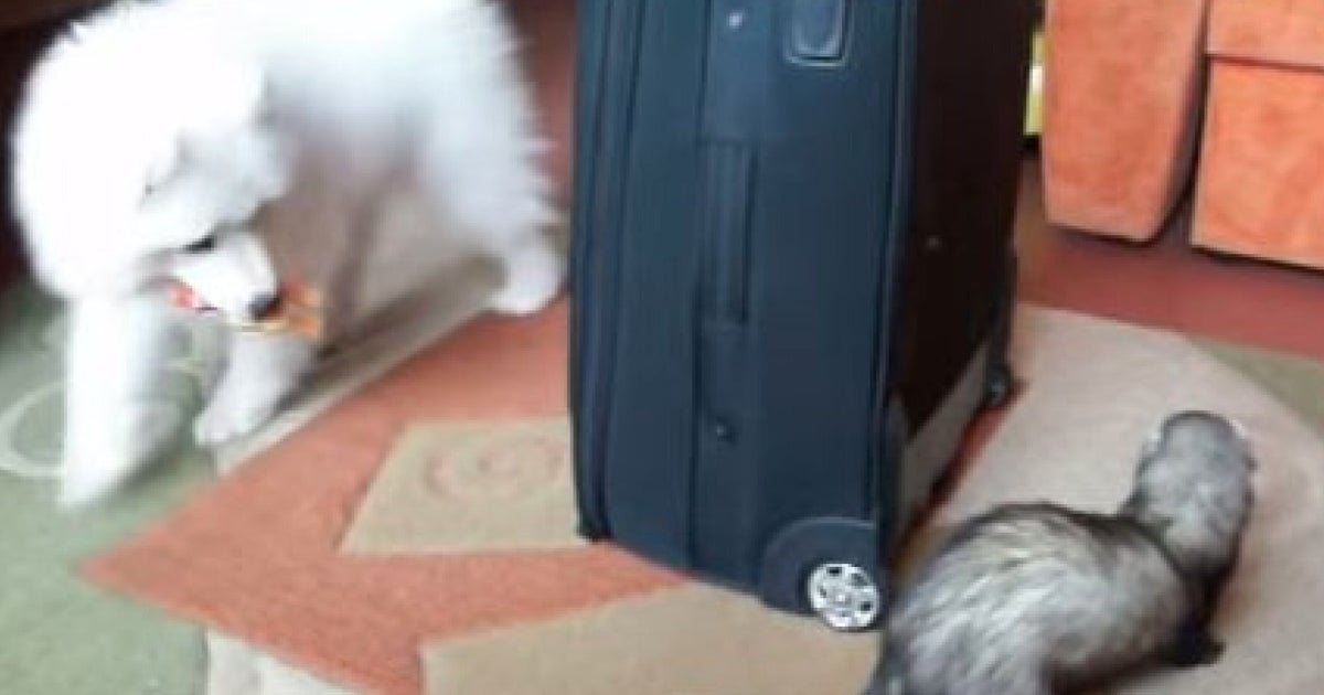 Ferret Outsmarts Dog With Ninja Spin Move (VIDEO) | HuffPost UK Comedy