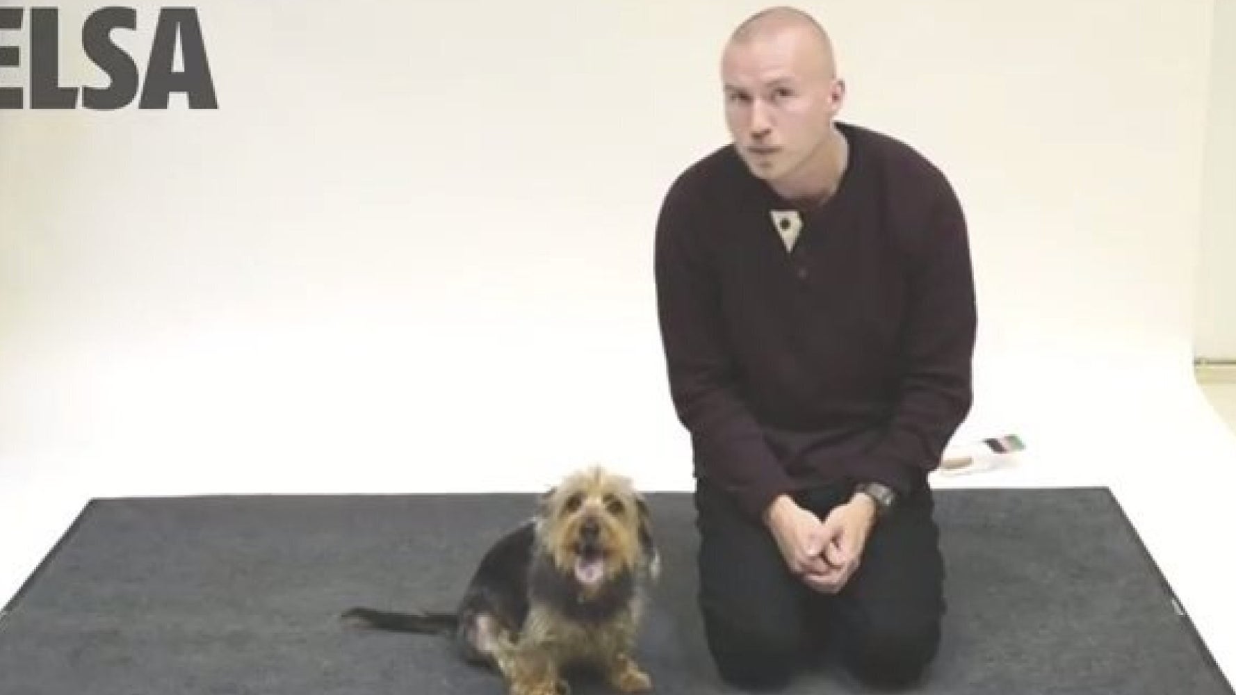 WATCH: How Do Dogs React To A Human Barking? Like This! | HuffPost UK ...