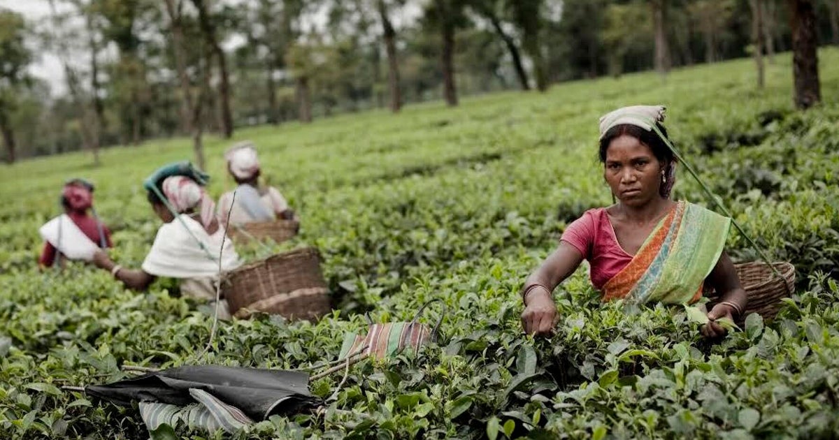 Creating Change for Women in the Tea Estates of Assam | HuffPost UK News