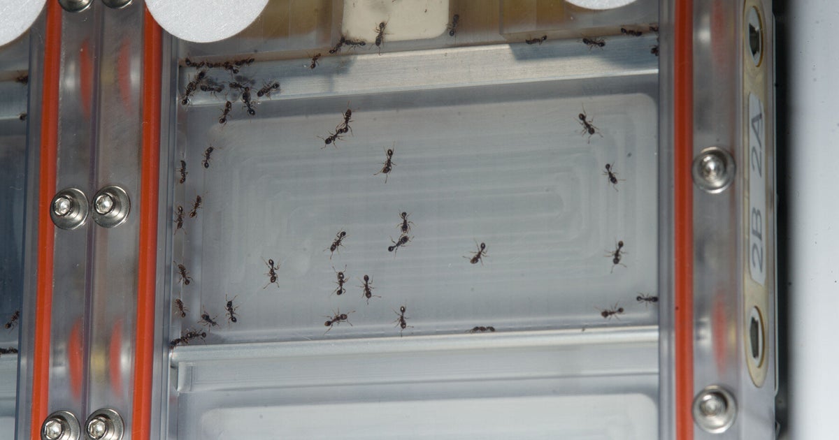How Do Ants Cope With Being In Space? | HuffPost UK Tech
