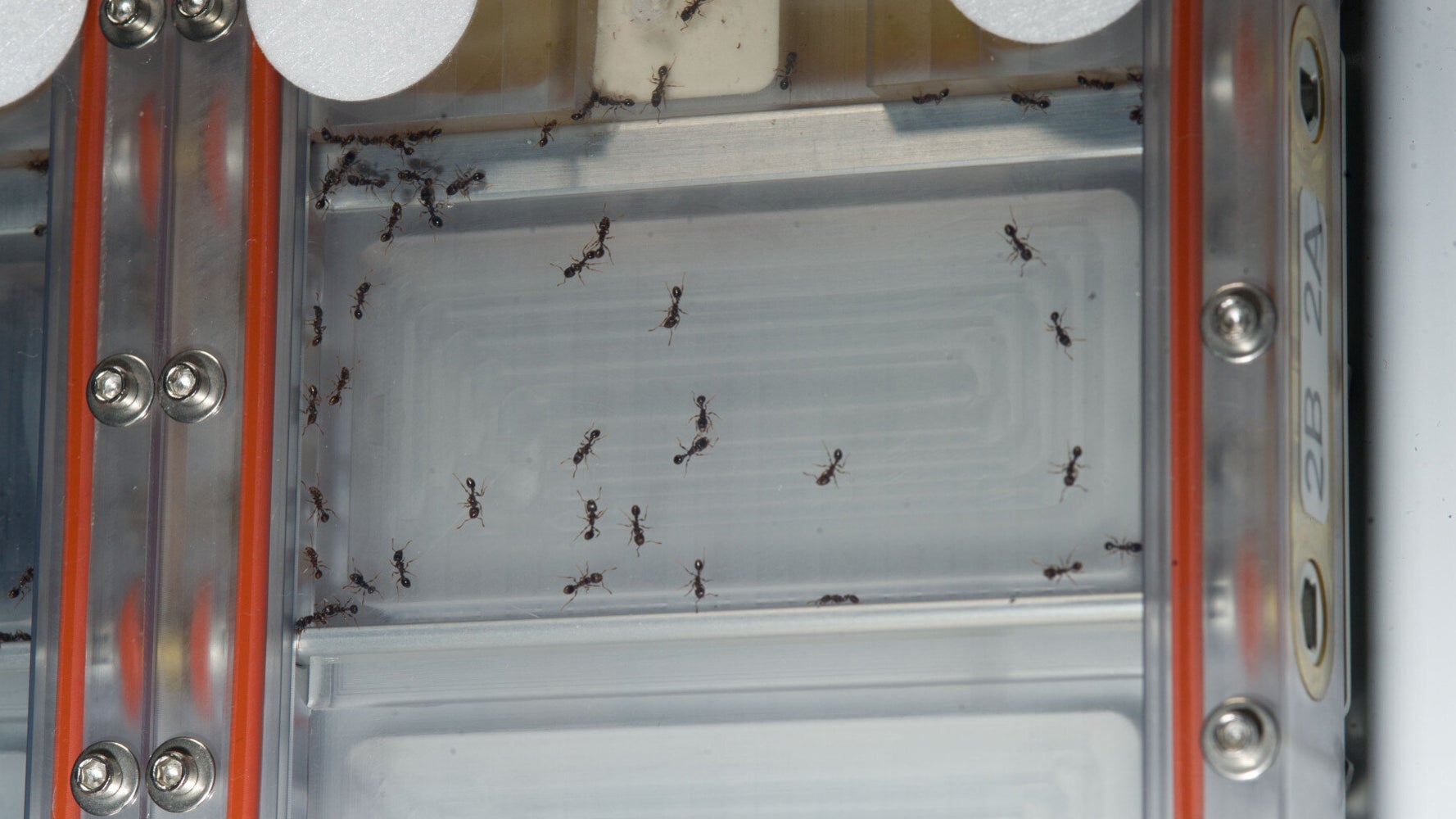How Do Ants Cope With Being In Space? | HuffPost UK Tech
