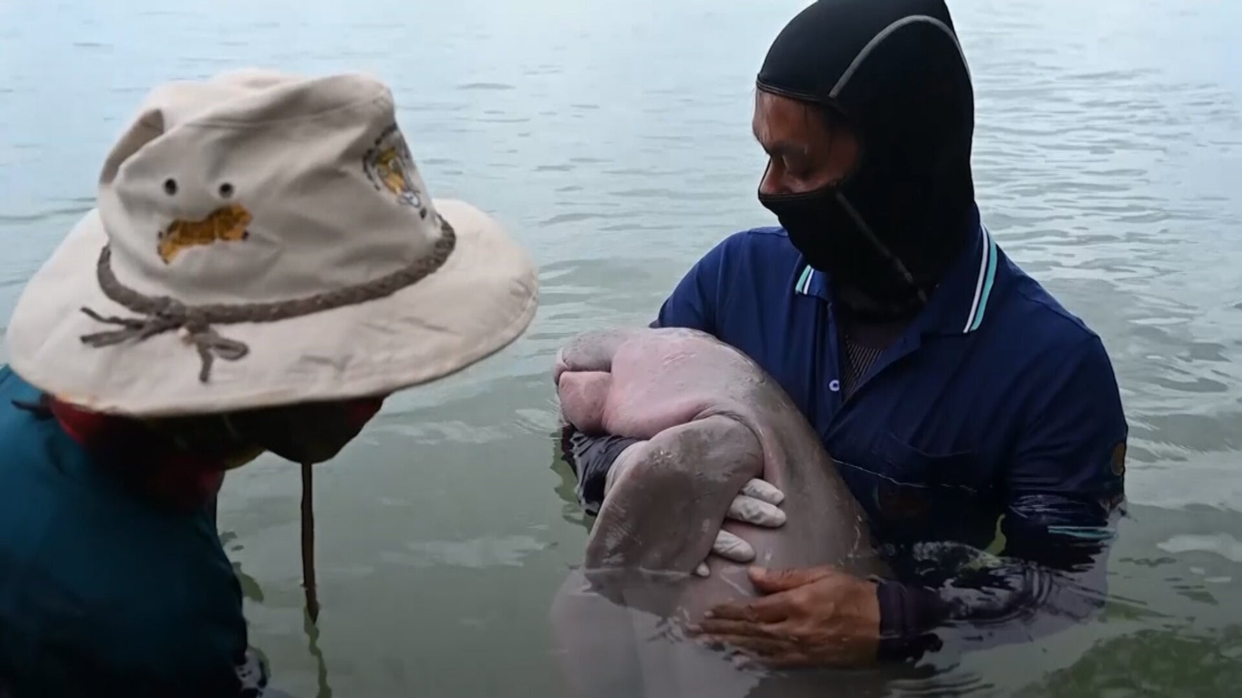 Baby Dugong Loves Her Human Friends | HuffPost UK Life