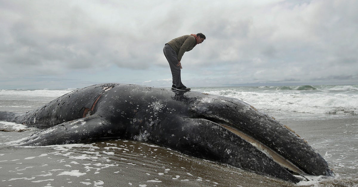 So Many Dead Whales Are Washing Up On The West Coast That NOAA Is ...