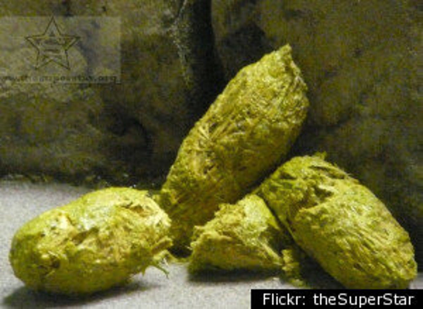 Panda Dung The Key Ingredient In The World's Most Expensive Tea (Video ...