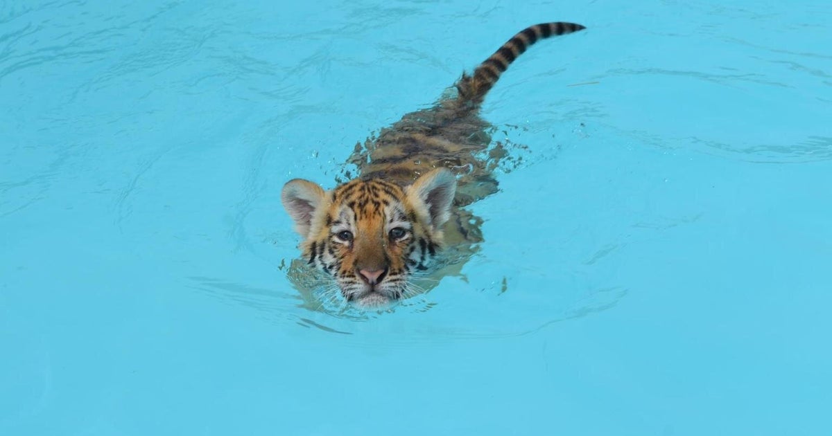 Swim With Big Cats At Dade Zoo's Tiger Pool Party In Florida (PICTURES ...