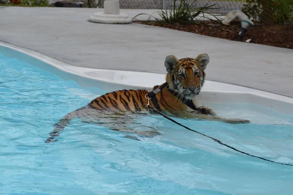 Baby Tigers Swimming