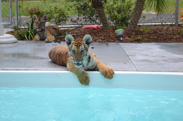 Baby Tigers Swimming
