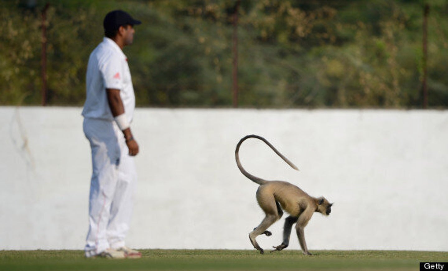 England Cricket Match Held Up By Monkeys (PICTURES) | HuffPost UK Sport