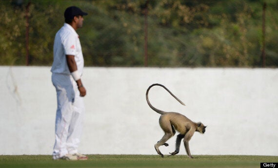 England Cricket Match Held Up By Monkeys (PICTURES) | HuffPost UK