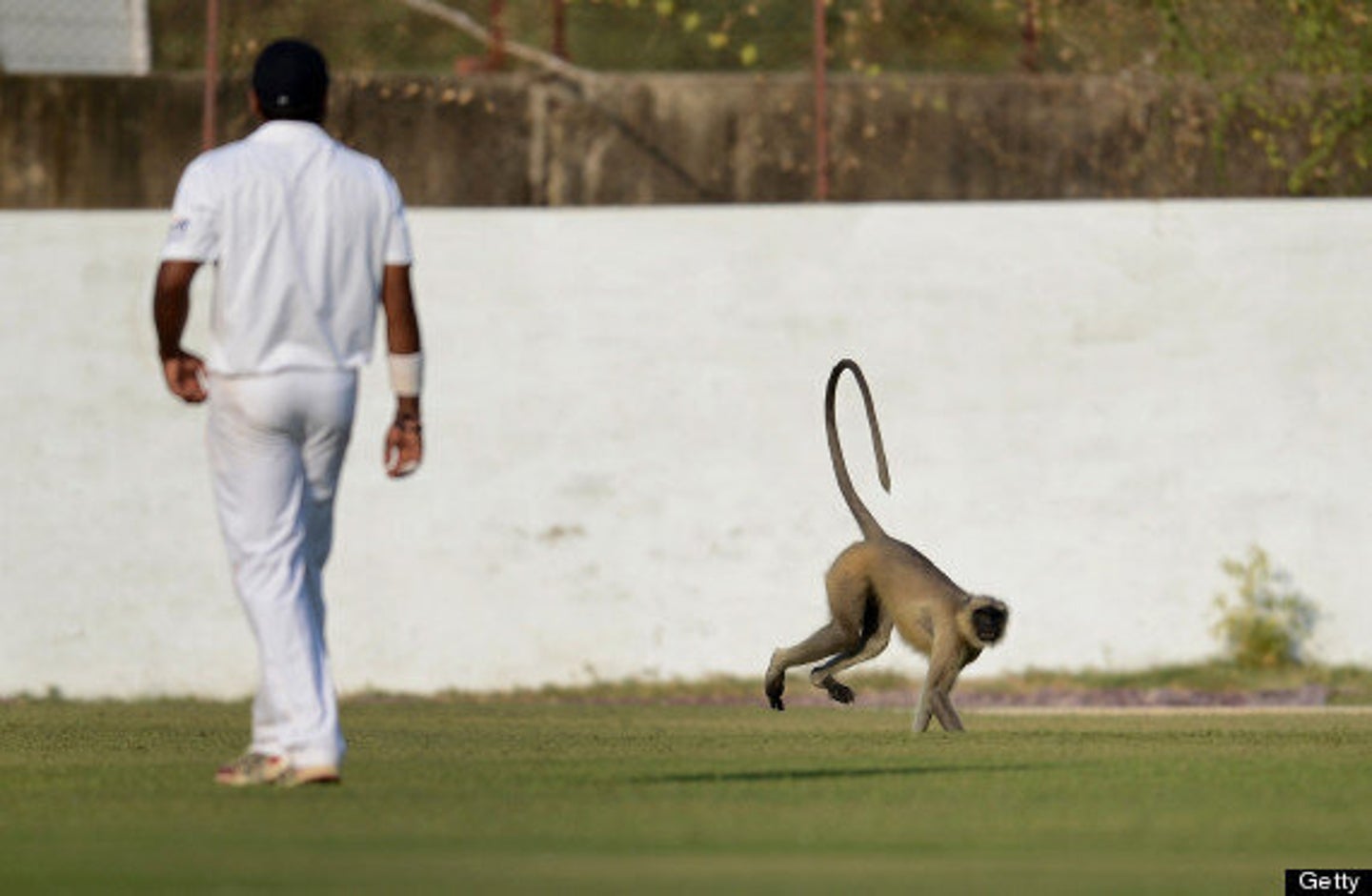 England Cricket Match Held Up By Monkeys (PICTURES) | HuffPost UK Sport