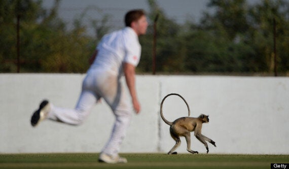 England Cricket Match Held Up By Monkeys (PICTURES) | HuffPost UK