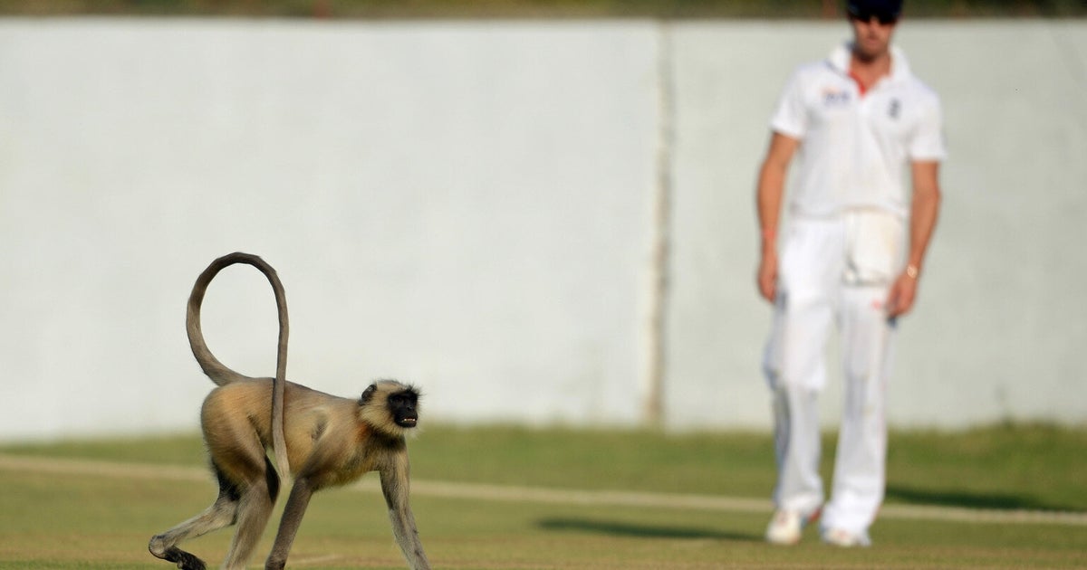 England Cricket Match Held Up By Monkeys (PICTURES) | HuffPost UK Sport
