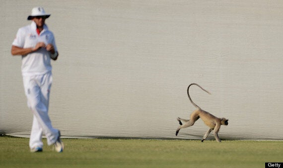 England Cricket Match Held Up By Monkeys (PICTURES) | HuffPost UK