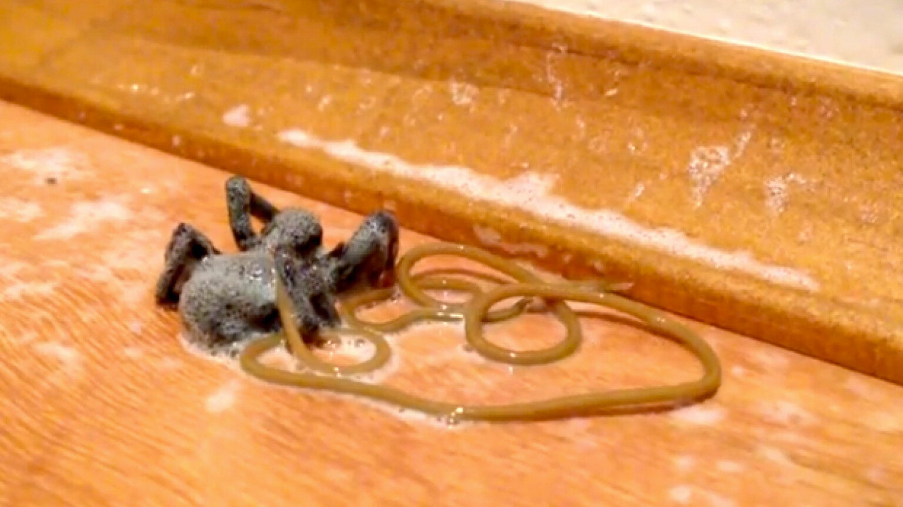 Nematode, Giant Parasitic Worm Filmed Slithering Out Of Dead Spider ...