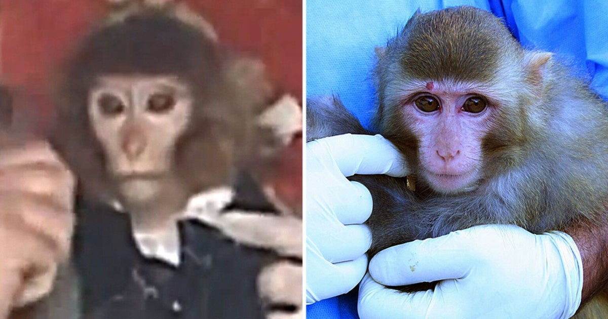 Is The Iran Space Monkey Rocket Launch A Fake? | HuffPost UK News