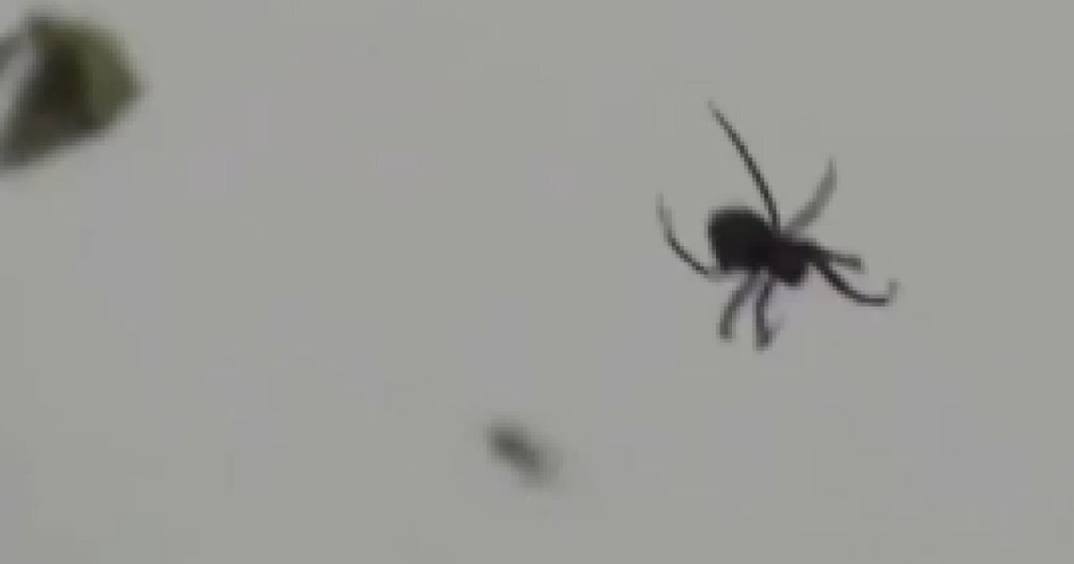 Spiders Rain From The Skies In Southern Brazilian Town (VIDEO ...