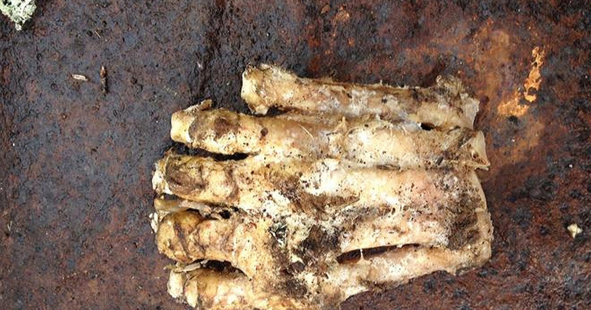 Bigfoot Mystery As Decomposed 'Foot' Is Found In Massachusetts Woods ...