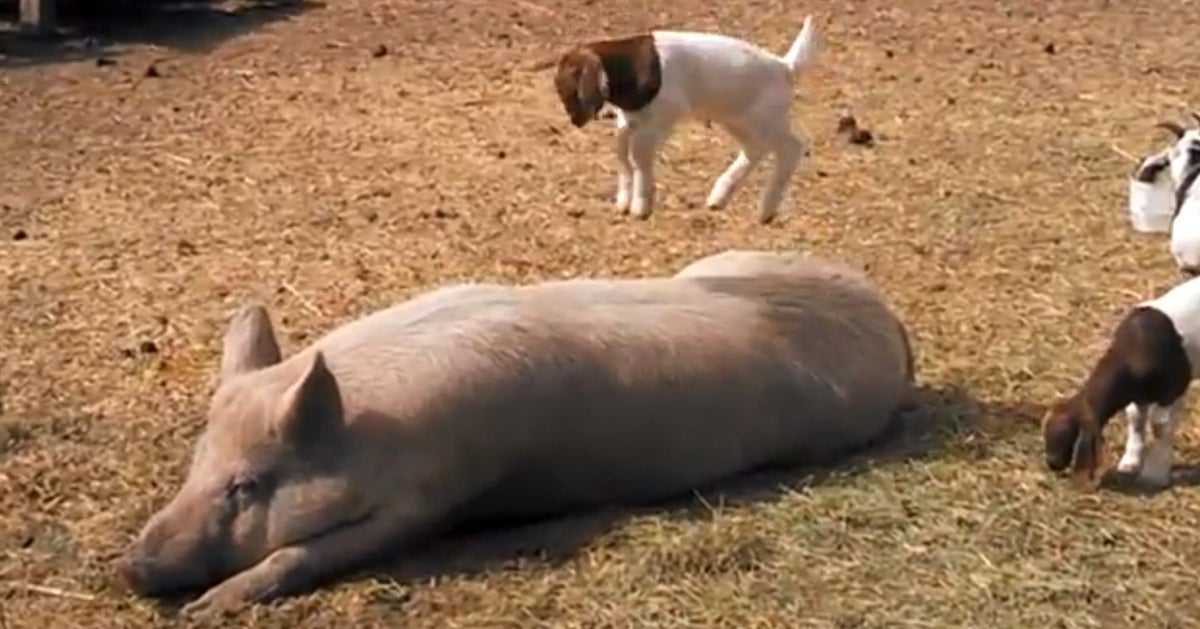 Baby Goat Plays On Pig's Back (VIDEO) | HuffPost UK Comedy