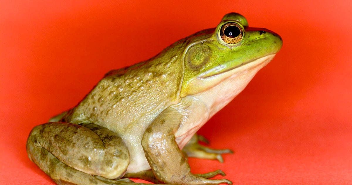 Frog Fallopian Tubes Are A Delicacy In Singapore: Would You Try Them ...
