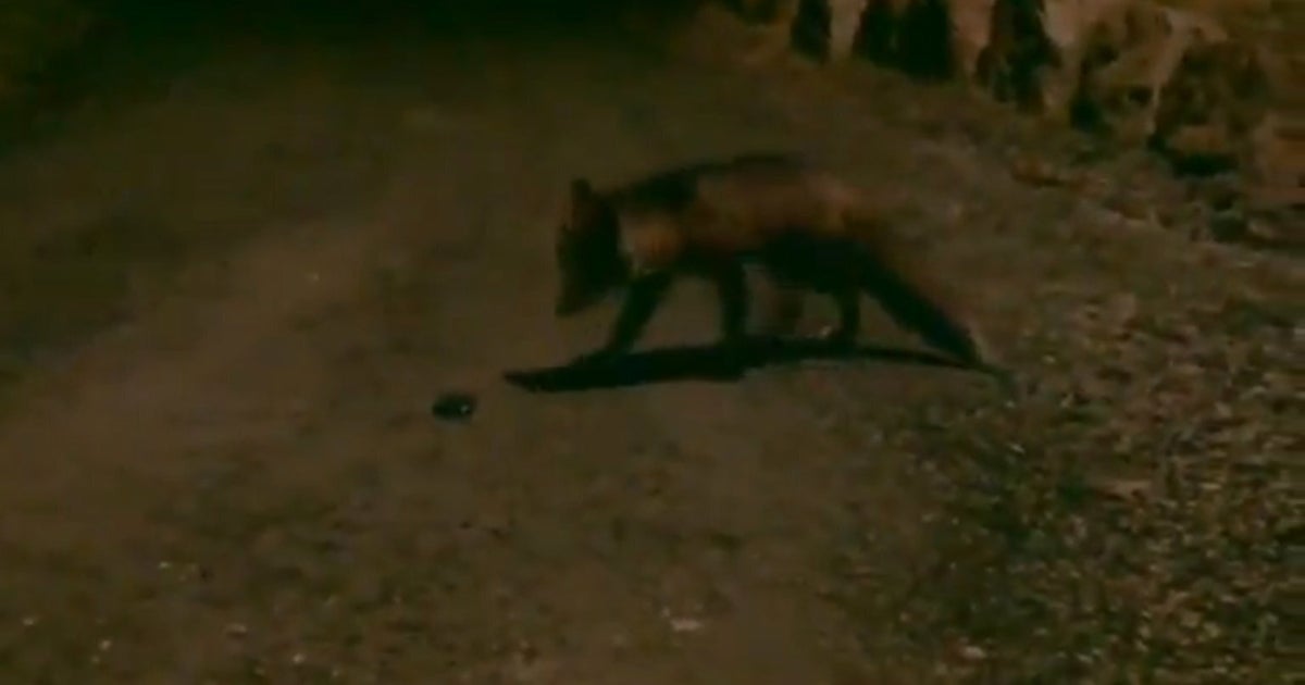 Fox Steals Mobile Phone, Sends Mysterious Text In Fox Language (VIDEO ...