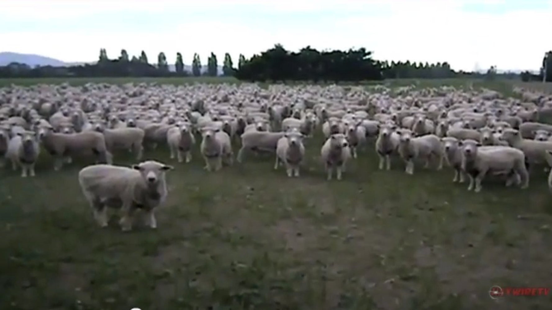 Sheep Protest (VIDEO) | HuffPost UK Comedy