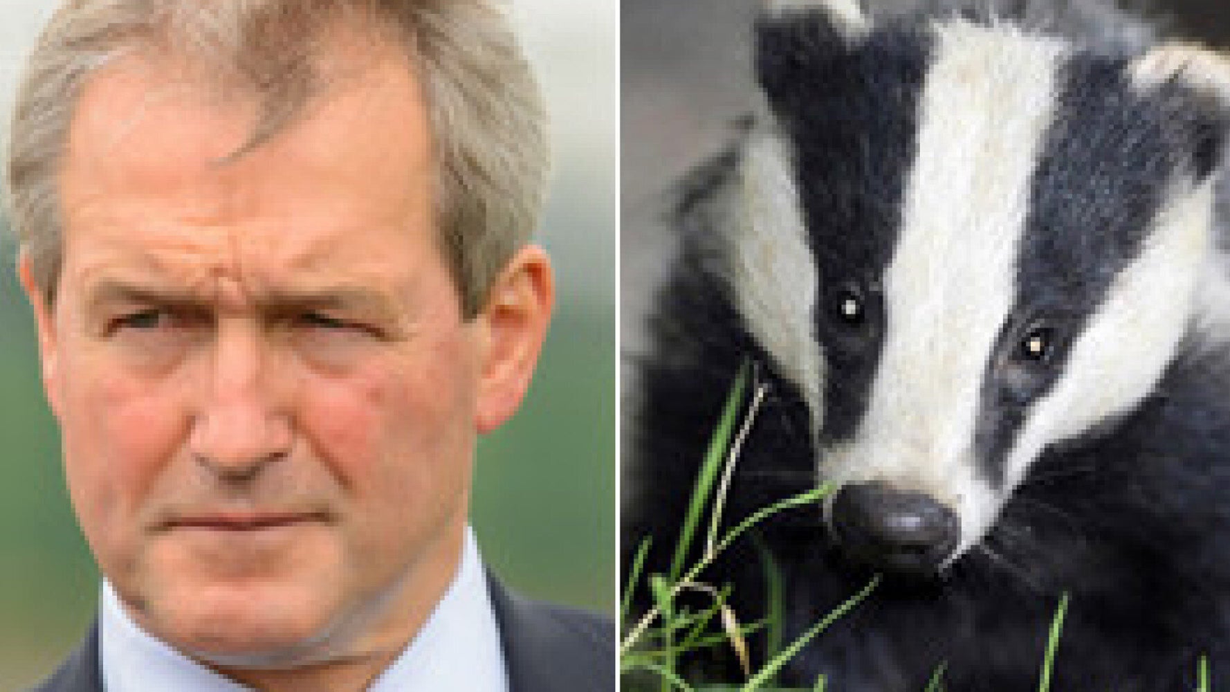 Which Is More Impressive: Owen Paterson Or A Badger? | HuffPost UK Comedy