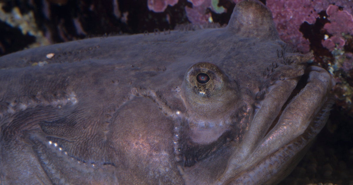 'Noisy Fish Sex' Keeps Southampton Awake: Midshipman Blamed For Sleep ...