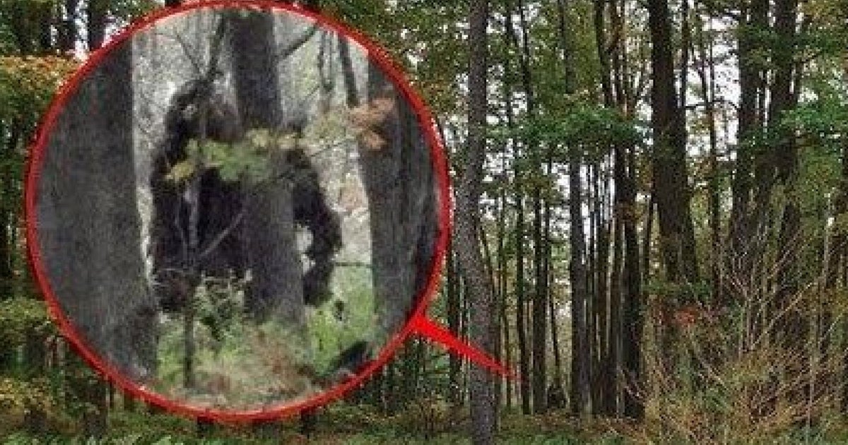 Bigfoot Found In Scotland? Dog Walker Snaps 'Sinister Figure' (PICTURES ...