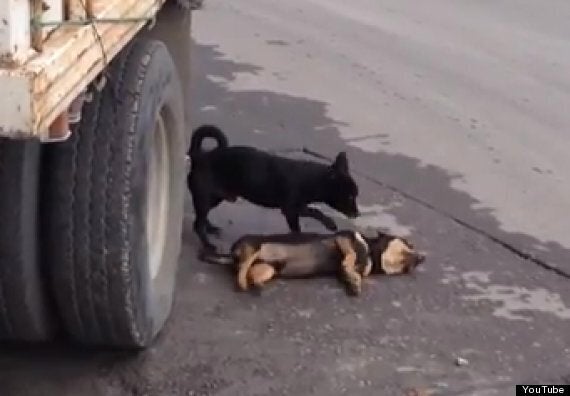 Dog Desperately Tries To Revive Companion Hit By Car (VIDEO) | HuffPost ... Dog Desperately Tries To Revive Companion Hit By Car (VIDEO) | HuffPost ...
