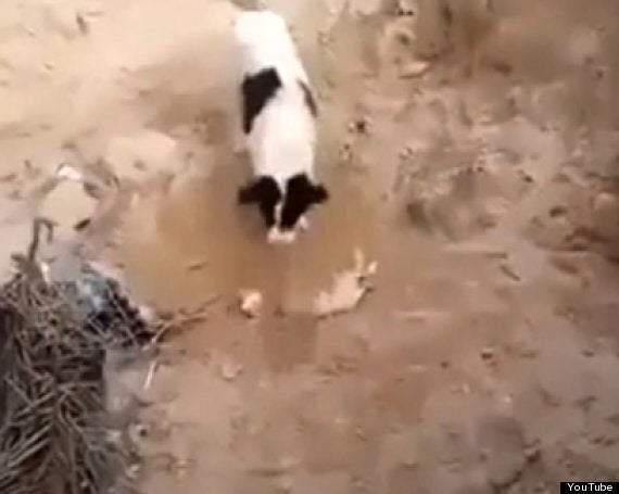 Dog Desperately Tries To Revive Companion Hit By Car (VIDEO) | HuffPost ... Dog Desperately Tries To Revive Companion Hit By Car (VIDEO) | HuffPost ...