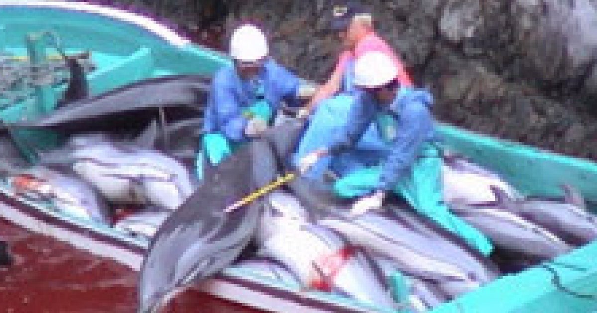 Dolphin Killing Season Begins In Taiji And 'The Cove's' Richard O'Barry ...