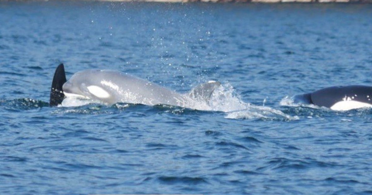 Video Gives New Look At B.C's Rare Young White Orca | HuffPost News